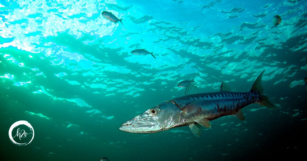 Ciguatera Poisoning British Virgin Islands - H2O Luxury Yachts DBA Epic ...