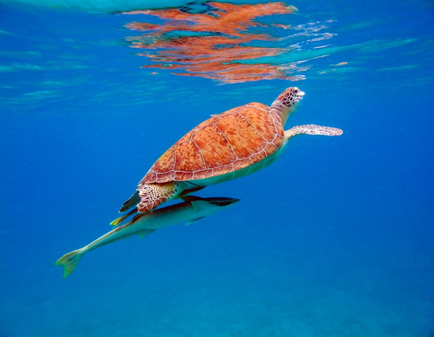 Sail & SCUBA British Virgin Islands: 8-Day Itinerary - H2O Luxury ...