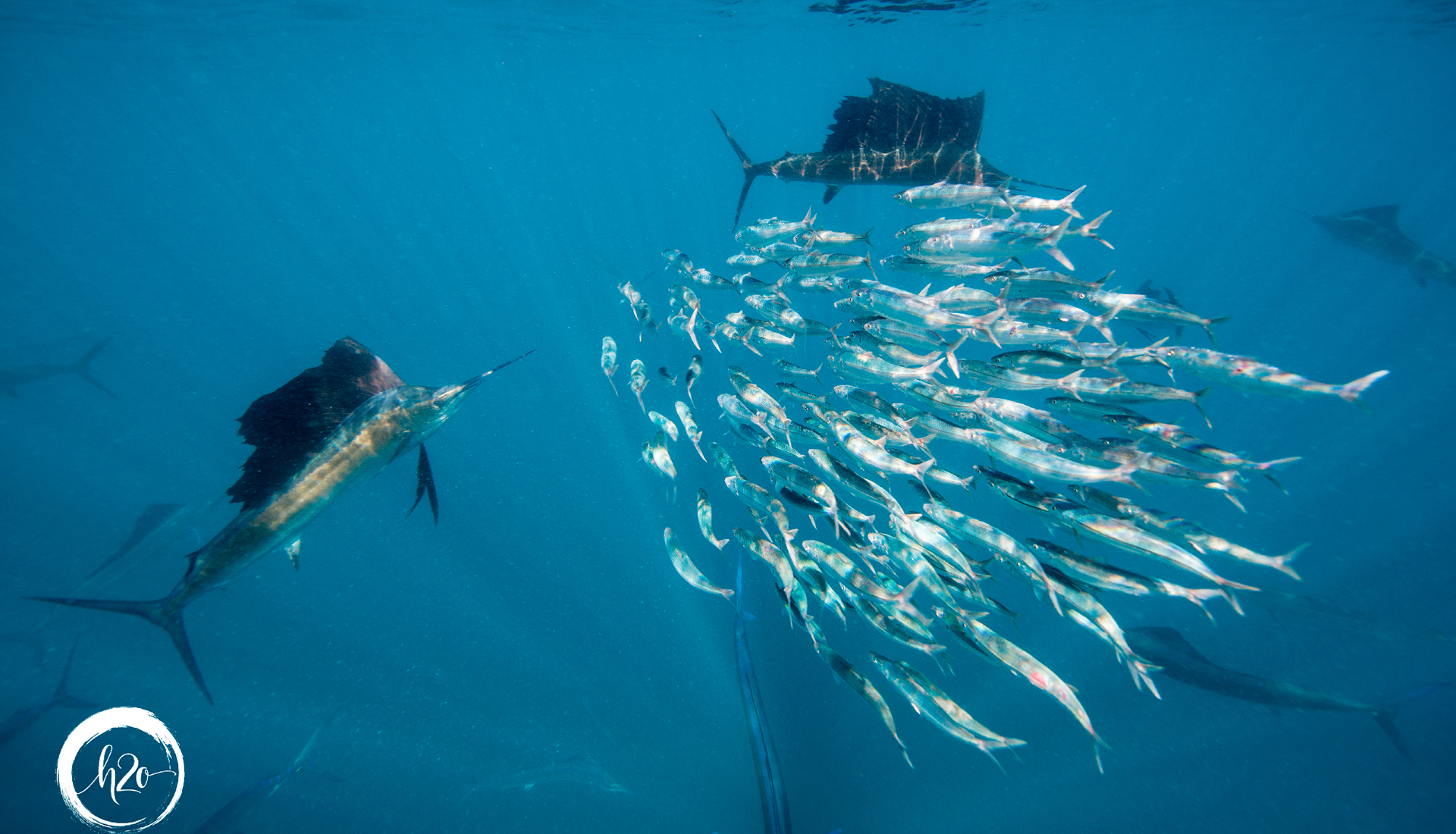 Fishing in the British Virgin Islands: A Comprehensive Guide