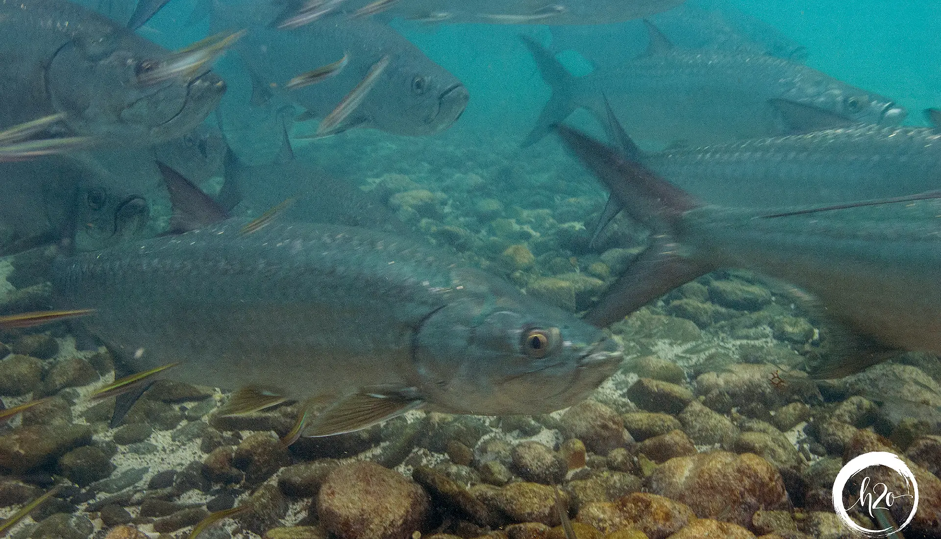 The Ultimate Guide to Tarpon Fishing British Virgin Islands